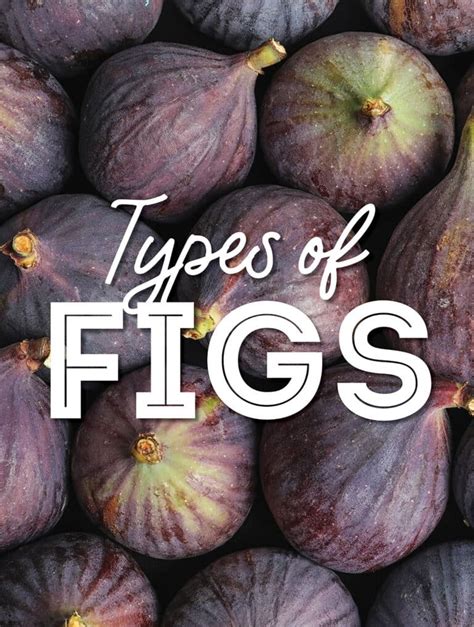 17 Types Of Figs From A To Z With Photos Live Eat Learn