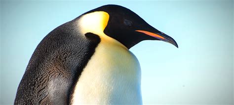 Definitive Guide To Humboldt Penguin Facts Habitat Conservation