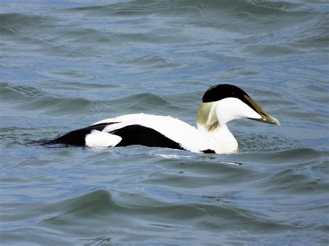 Eider Duck Lake Male Free Photo On Pixabay