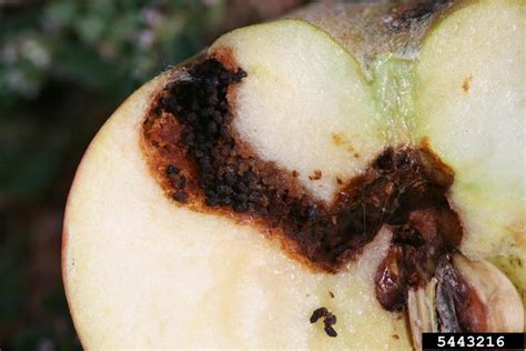 Codling Moth Mesa County