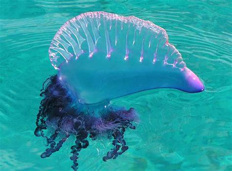Biografias E Coisas Com Caravela Portuguesaphysalia Physalisanimal