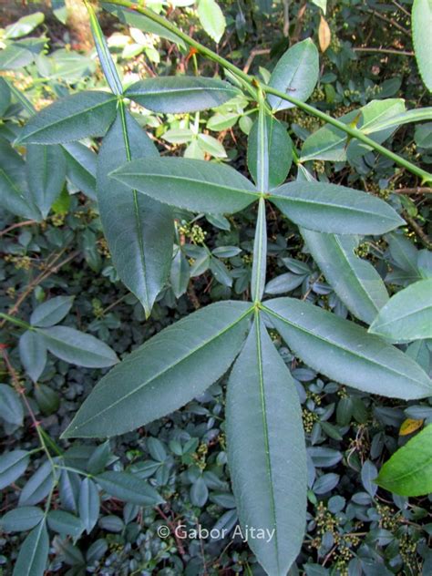 Zanthoxylum Alatum Planispinum Esveld Shop