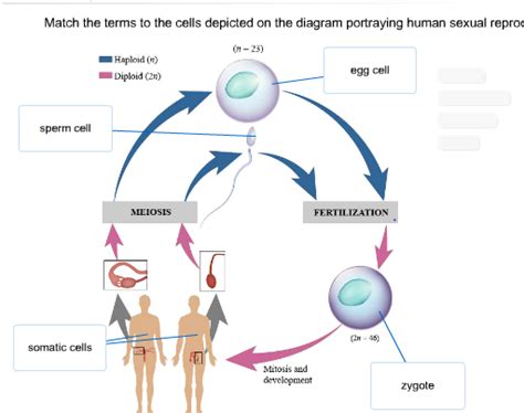 Bio 151 Exam 3 Chapter 42 Diagram Quizlet