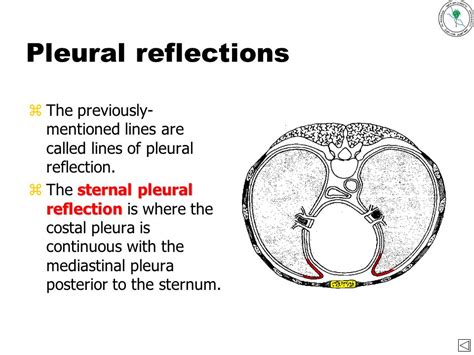Lines Of Pleural Reflection