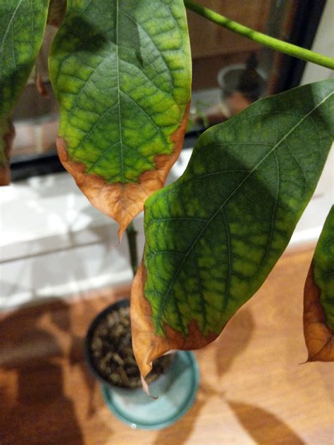 Forum Avocado Leaves Brown Tips