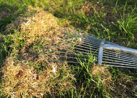 What Does Grass Thatch Look Like At Lucas Hampton Blog