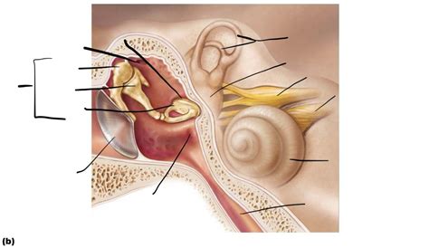 Lab Exam 4 Middle And Inner Ear Diagram Quizlet