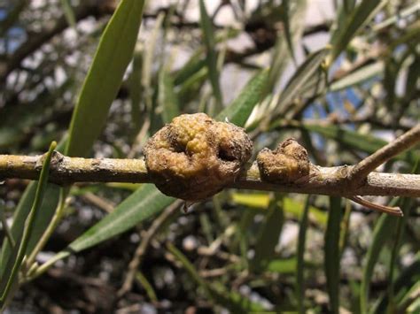 Daños Y Efectos De Las Pseudomonas En Las Plantas Síntomas Prevención Y Beneficios En El Suelo