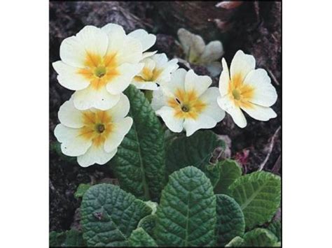 JagorČevina Jaglika Biosan Vrtni Centar