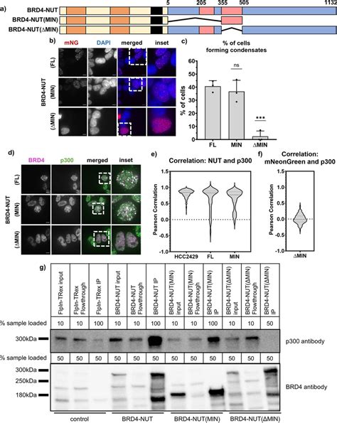 Minimal P300 Interaction Fragment Of Nut In Brd4 Nut Fusion Is