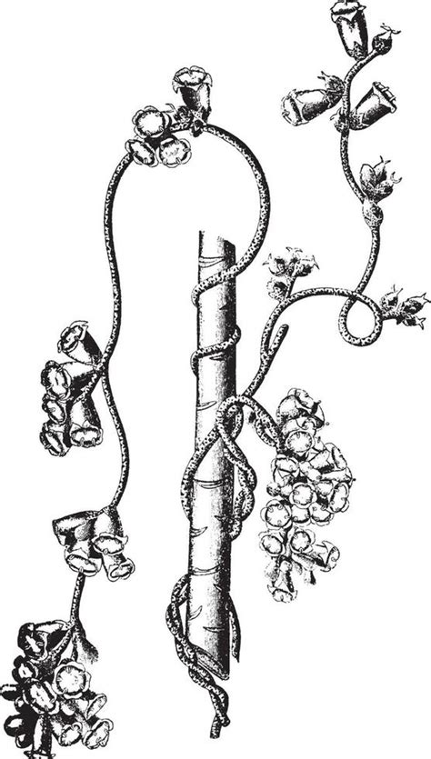 Warty Dodder Vintage Illustration 13490450 Vector Art At Vecteezy