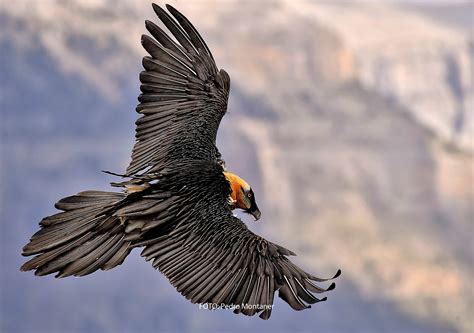 Quebrantahuesos Birding Aragón