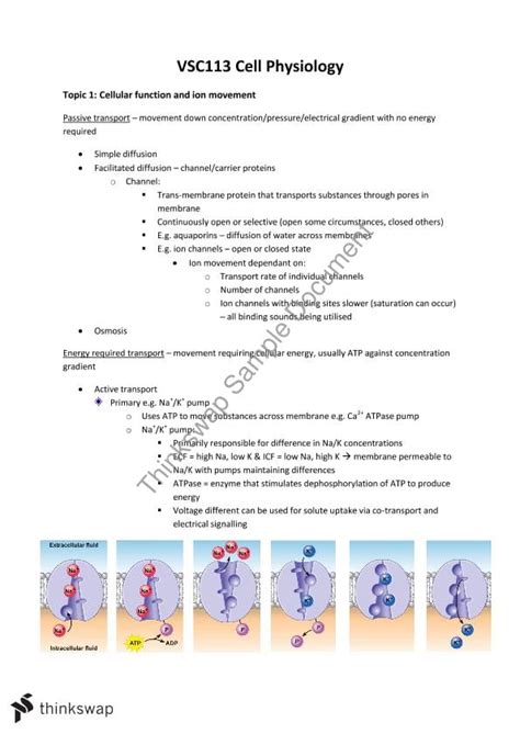 Cell Physiology Complete Notes Vsc113 Fundamentals Of Veterinary