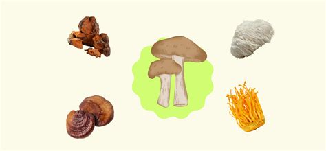 Understanding Medicinal Mushrooms Benefits History And Myths Pow