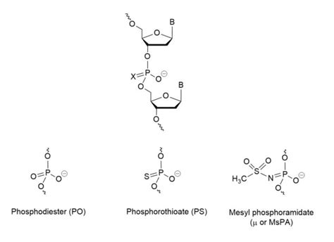 Mesyl Phosphoramidate Modification