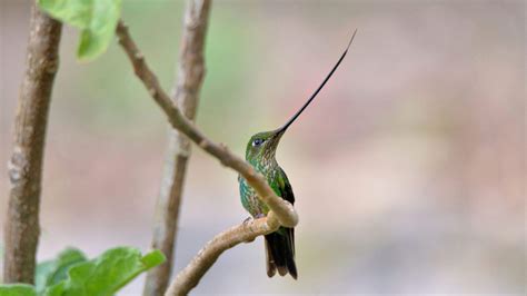12 Birds With Big Beaks Extraordinary And Eye Catching