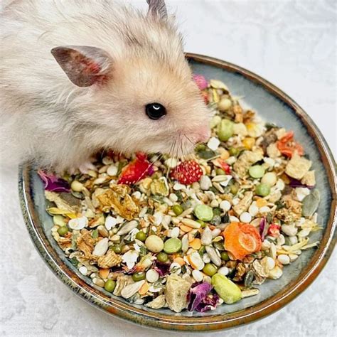 Premium Syrian Hamster Food Organic Food Mix For Syrian Hamsters