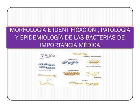 9 2 Estafilococos Y Estreptococos MorfologÍa E IdentificaciÓn PatologÍa Y EpidemiologÍa
