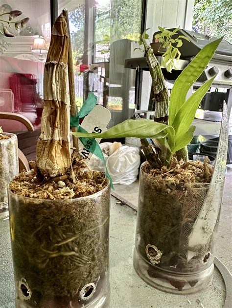 Can Dead Pseudobulbs Come Back Rorchids