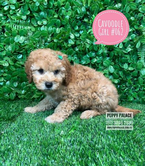 Cavoodle Cavapoo Toymini Poodle X Cavalier Girl I Have Also Had