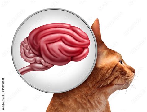 Cat Brain And Feline Neurological Function Or Feline Cognitive