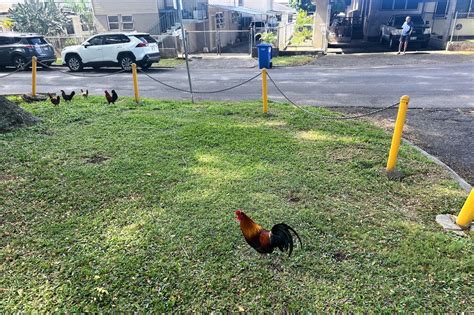 Hawaii Residents May Get Ok To Kill Wild Chickens Cbs News