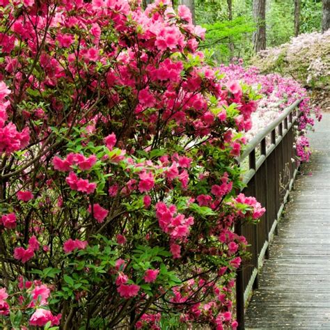 Shop Our Stunning Rose Azalea Plant With Pink Blooms Rhododendron