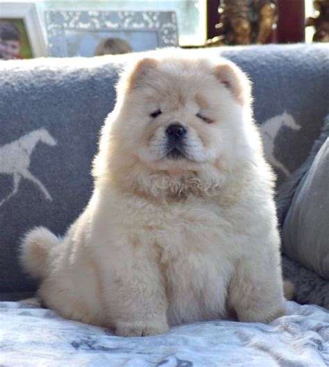 Adorable Chow Chow Sitting On Couch