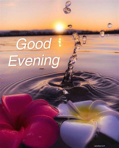 Good Evening Flower In Water