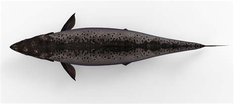 3d Model Salmon Turbosquid 2200536