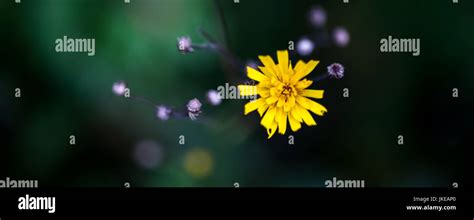 Narrowleaf Hawksbeard Crepis Tectorum Stockfotografie Alamy