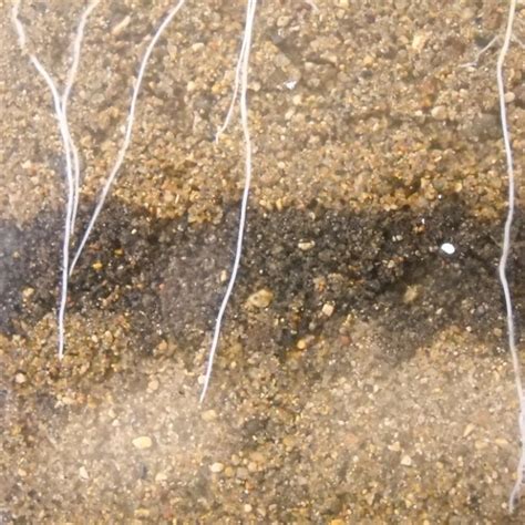 Growth Rate Of The Primary Root Secondary Roots And Root Ratios P Download Table