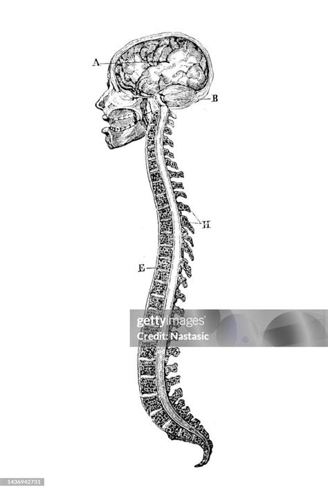 Human Brain And Spine High Res Vector Graphic Getty Images
