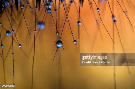 Onga Hungary Photos Et Images De Collection Getty Images