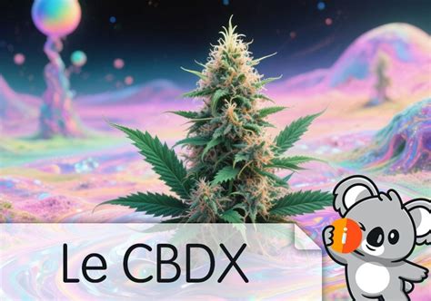 Avis Et Effet Cbdx Cbd Légal Qui Fait Planer Avec Plus Deffet Thc