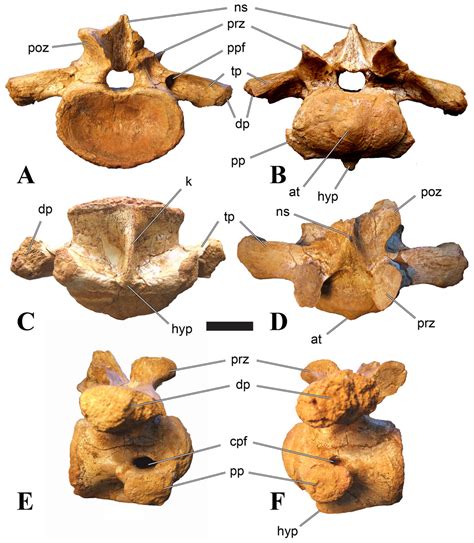 Kem Kem Vertebrae Id Thread Fossil Id The Fossil Forum