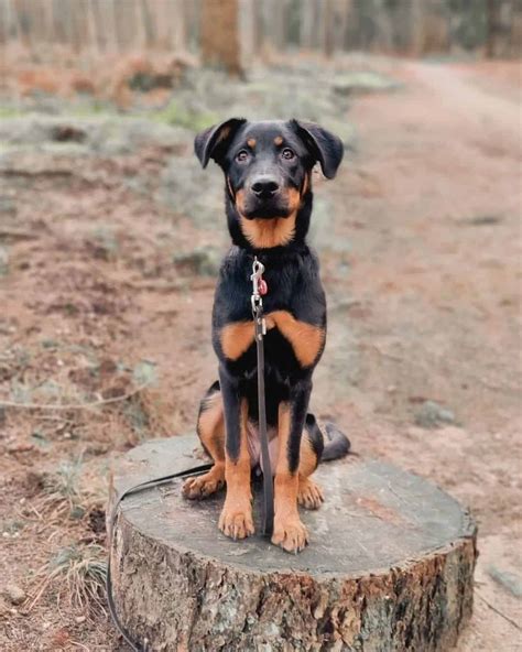 German Shepherd Rottweiler Mix Germanys Finest