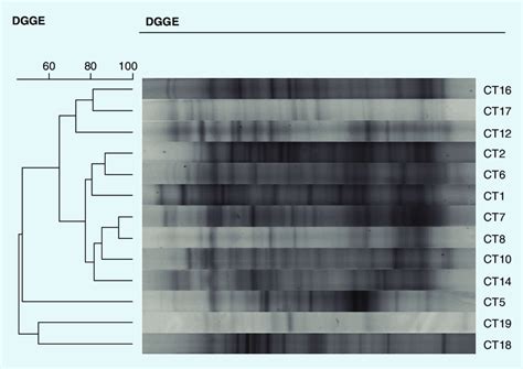Dendrogram By Denaturing Gradient Gel Electrophoresis Of Healthy