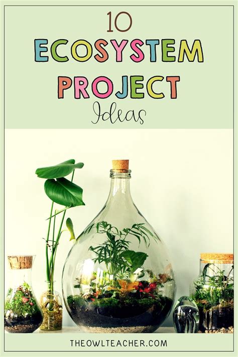 10 Ecosystem Project Ideas Artofit