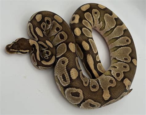 Python Regius Ball Python Surrender Strudel 2 3 Years Ol