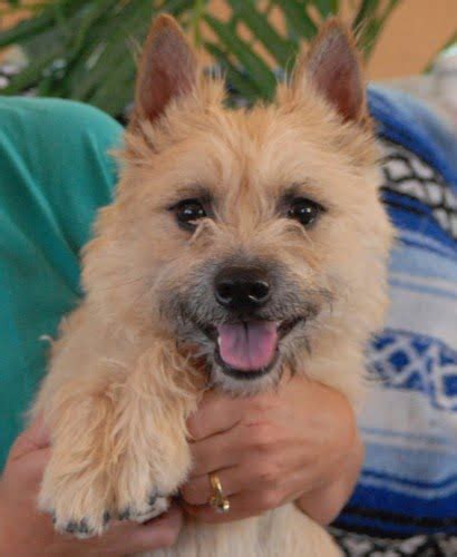 Cairn Terrier Rescue Create A Lifetime Bond