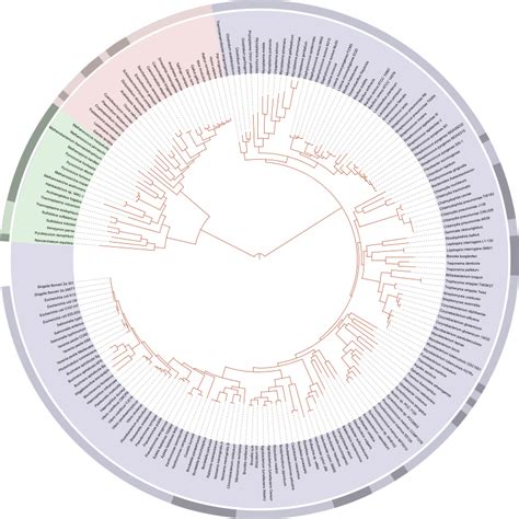 Arbre Phylogénétique Phylogenetic Tree Tree Of Life Evolutionary