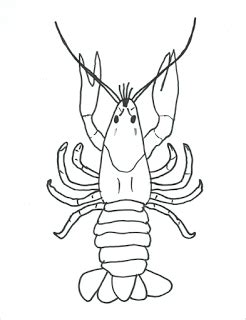 How To Draw A Crayfish And Crayfish Anatomy Half A Hundred Acre Wood