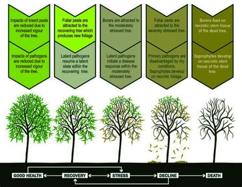 Identifying Signs Of Tree Decline A Comprehensive Guide