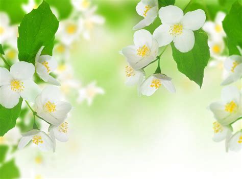 Jasmine Flower Wallpapers Hd Wallpaper Cave