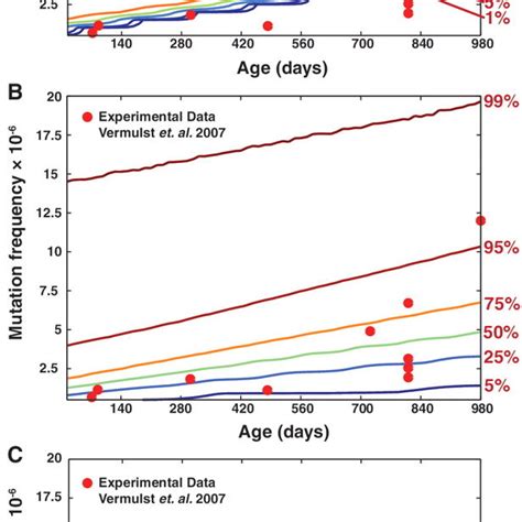 Variability In The Point Mutation Frequency In Mouse Heart Tissues