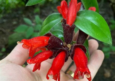 Come Prendersi Cura Delleschianto Conosciuto Anche Come La Pianta