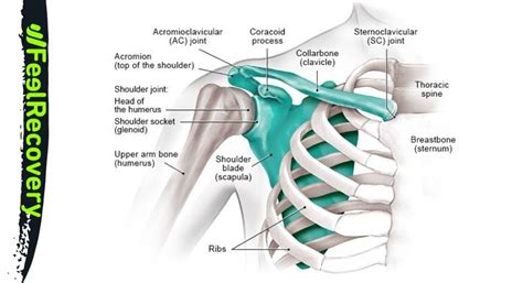 Imagen De La Anatomía Del Hombro Tendinopatía Del Músculo