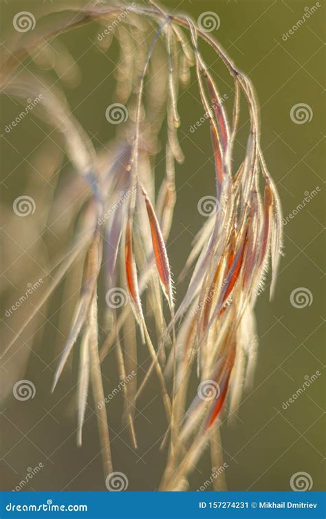 Full Frame Hanging Spike With Wild Grass Seeds Roofing Bonfire Bromus