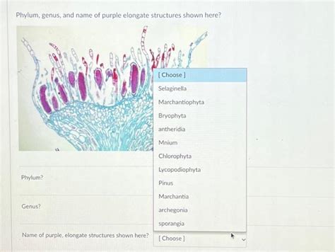Solved Phylum Genus And Name Of Purple Elongate Structures